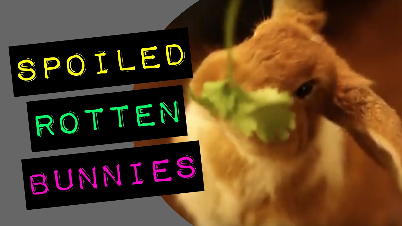 Spoiled Rotten: These Bunnies Have A Better Life Than You - YouTube