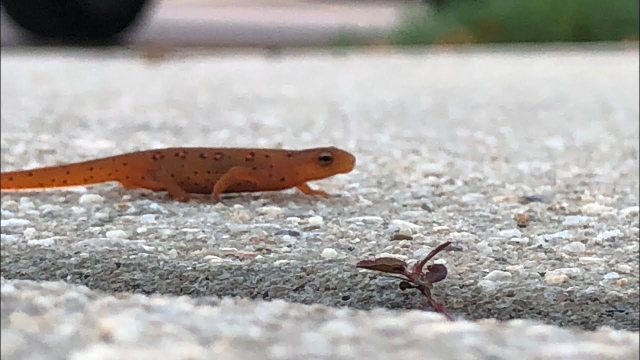Meet Pinterest Lizard (At least I think he is a lizard XD) - YouTube