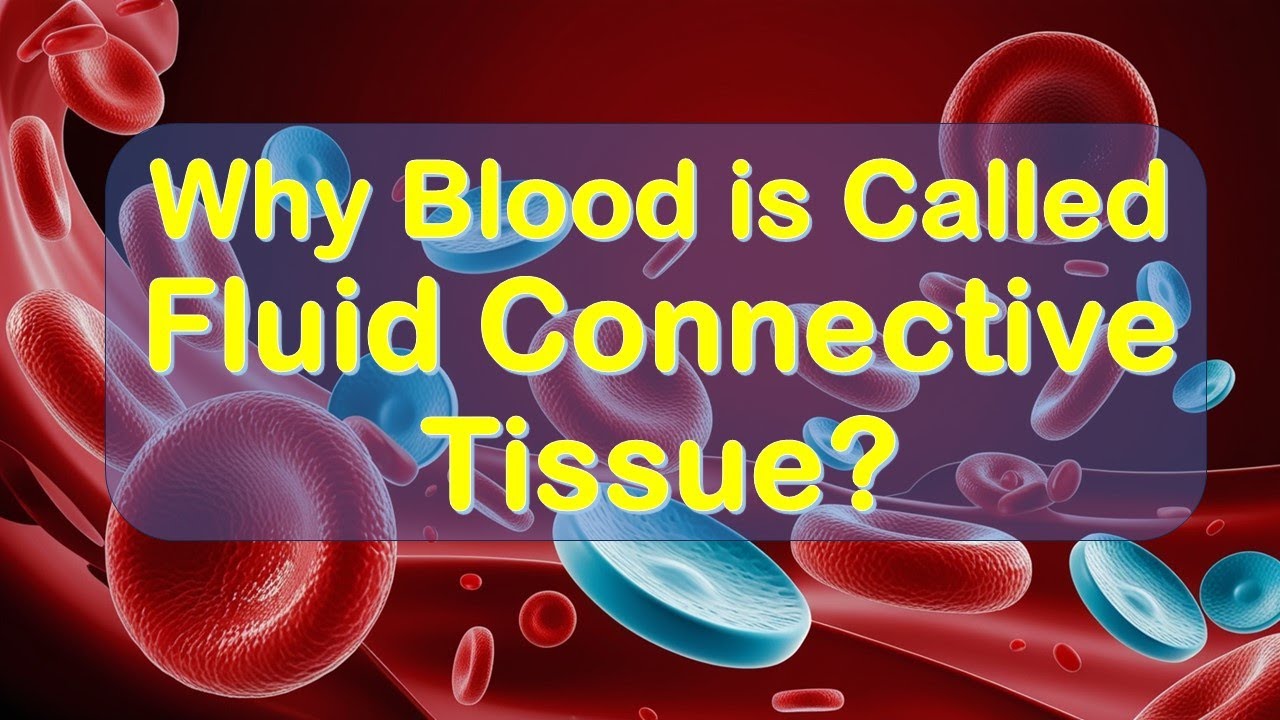 Why is Blood Called a Fluid Connective Tissue? - YouTube