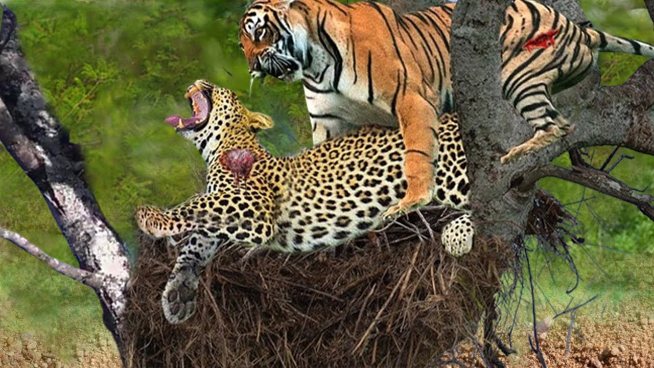 Tiger vs Leopard! Tiger Fights And Kills Leopard To Prove Who Is The ...