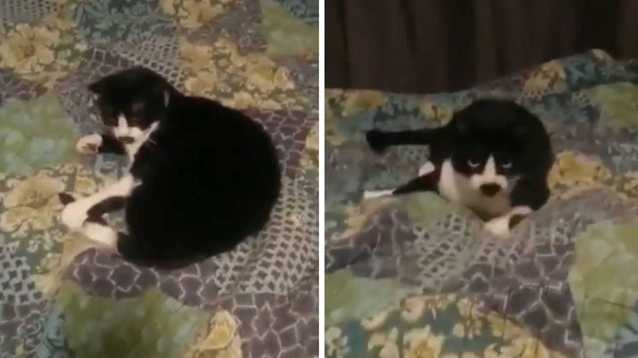 Kitty proves that cats can also do zoomies - YouTube