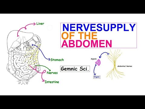 NERVES SUPPLY OF THE ABDOMEN| SIMPLIFIED - YouTube