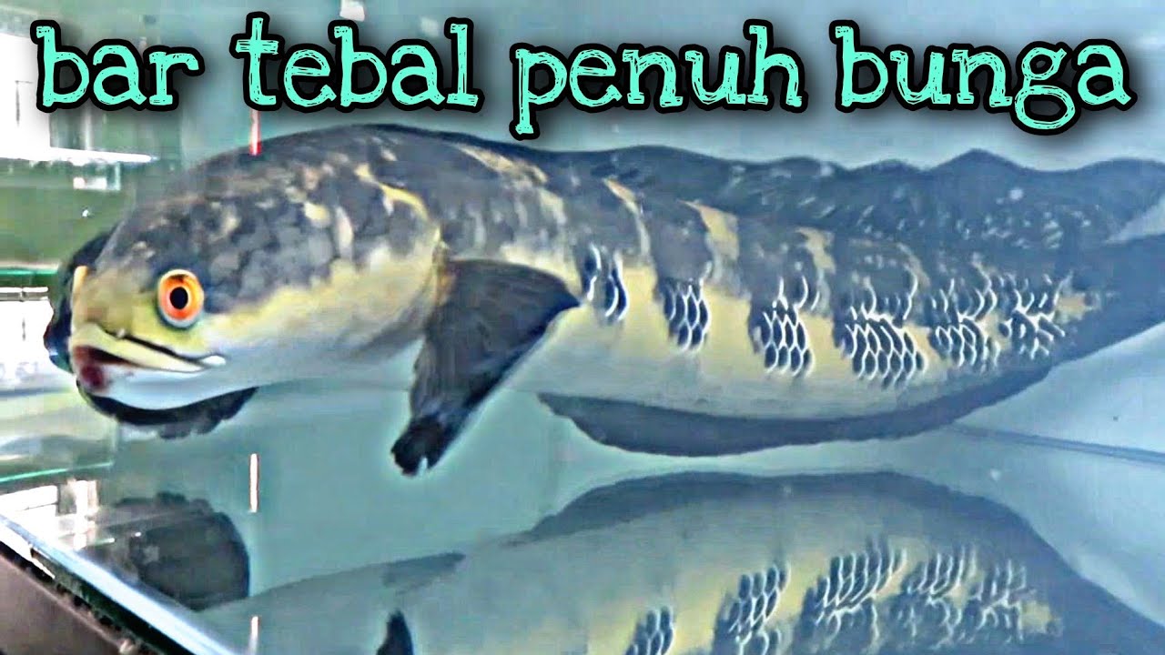 maru riau terbaik di trip ini milik raja nelayan BONA VACASIO - YouTube