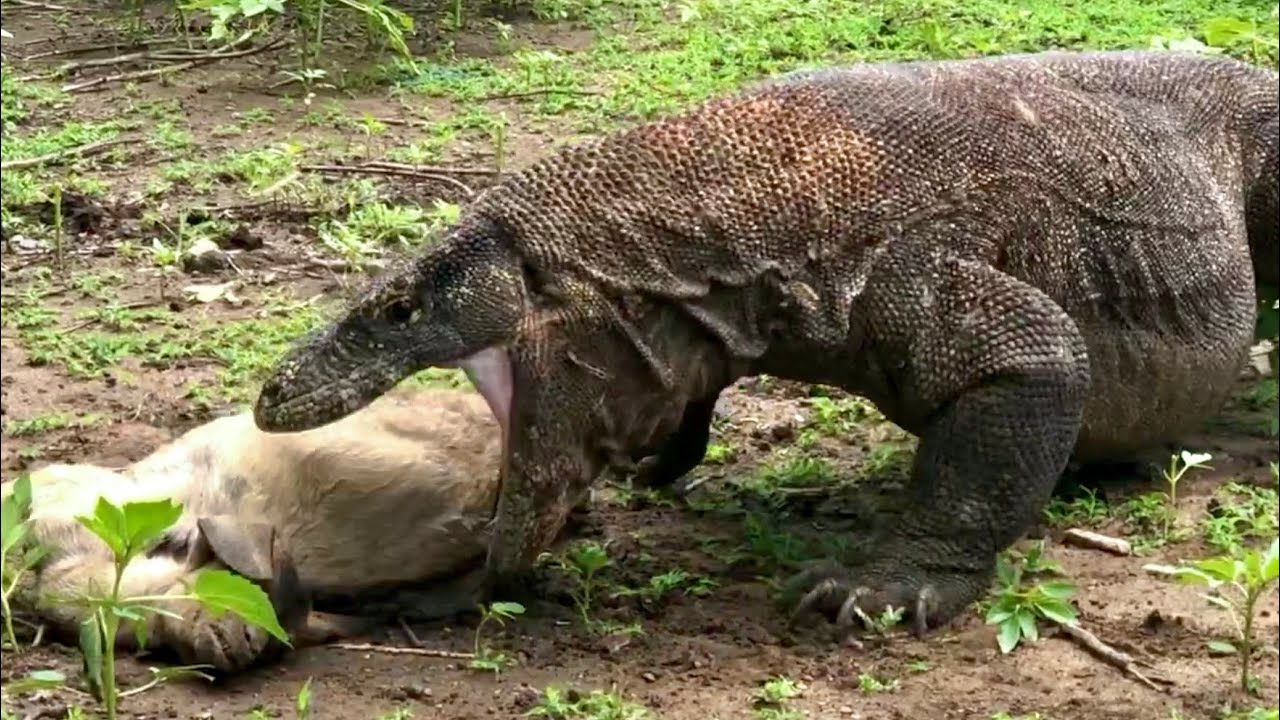 Top 10 Eating Show || Merciless moments of Monitor lizard komodo dragon ...