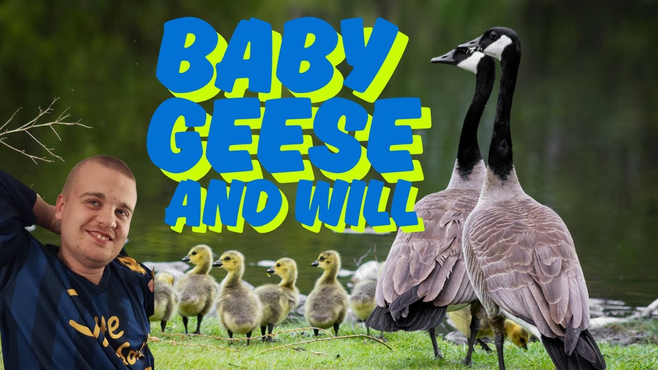 Goose Stampede!!! featuring Will #autism #babyducks #babygeese #babies ...