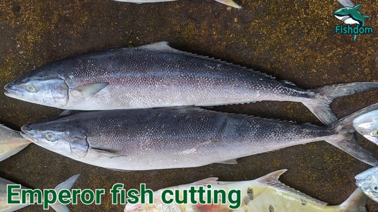 Amazing 🫨 ! Emperor fish cutting and chopping skills Sri Lanka 🇱🇰 ...