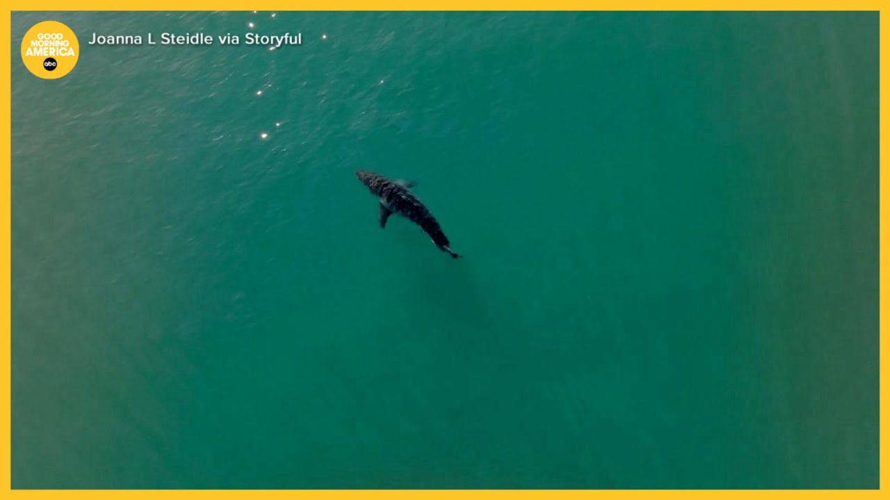 Early shark sightings as summer kicks off - YouTube