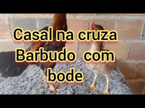 casal bode com barbudo /será que dá certo - YouTube