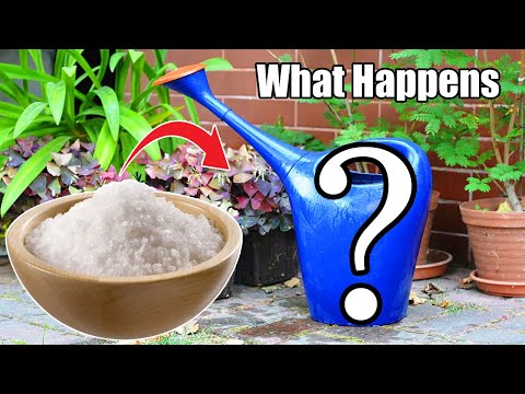 What Houseplants Like Sugar Water