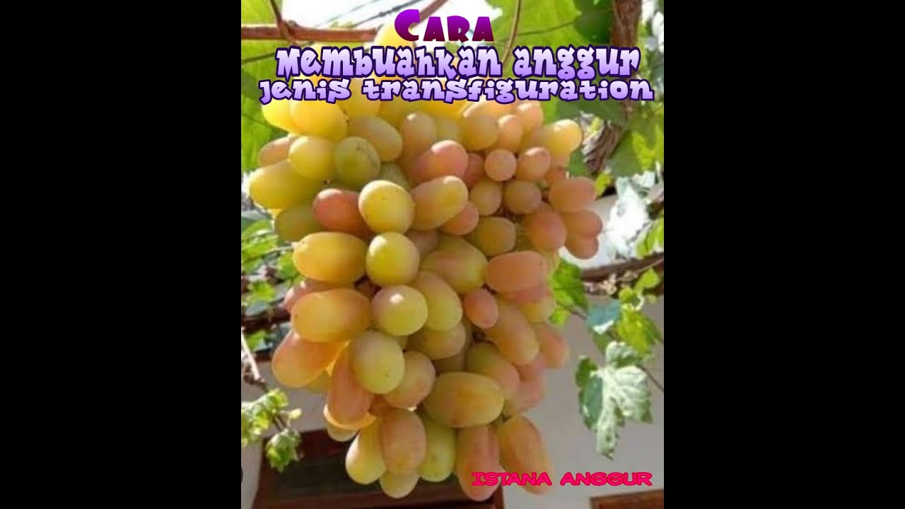 Cara Pembuahan Anggur Transfiguration Anti Gagal Youtube