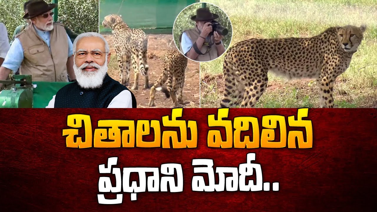 PM Narendra Modi Released cheetahs On His Birthday | Latest ...