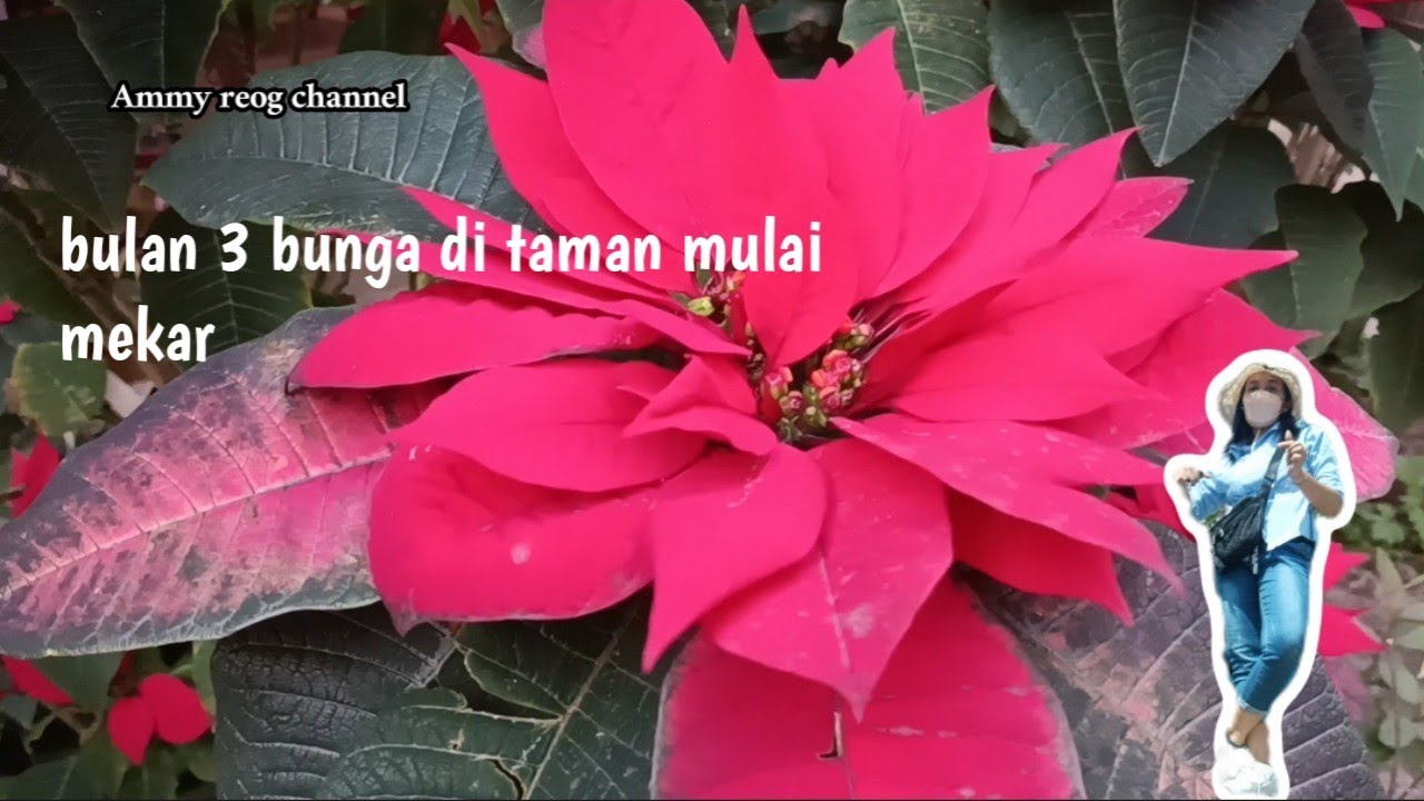Awal bulan 3‼️ semua bunga di taman mulai mekar indah sekali warna ...