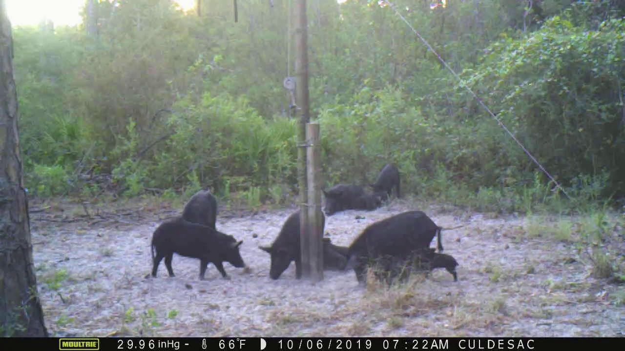 Lots of Wild Hog Piglets 10-6-19 - YouTube