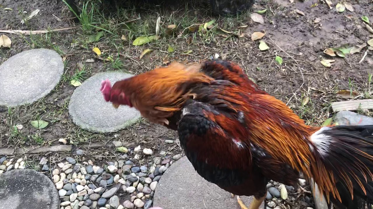 GA Plucker brood. - YouTube