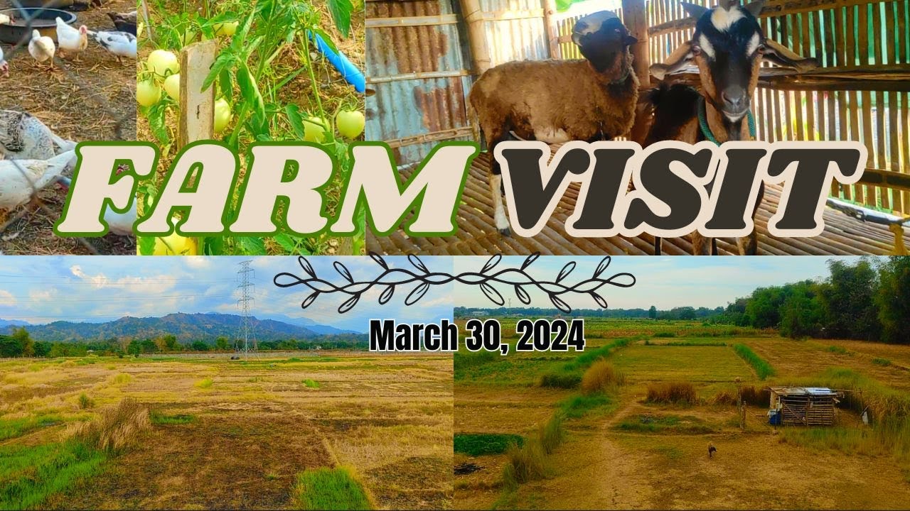 Exploring the Idyllic Farm Life in Ilocos Sur | A Rustic Retreat Amidst ...