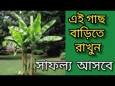 এই গাছ বাড়িতে রাখুন,সাফল‍্য আসবে। বাস্তুশাস্ত্র মেনে কলাগাছ ঘরে লাগান।A1vastu.বাস্তুটিপস।vastu tips