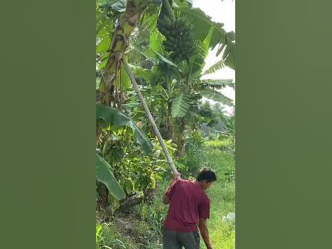 Petik buah pisang yang mateng di pohon - YouTube