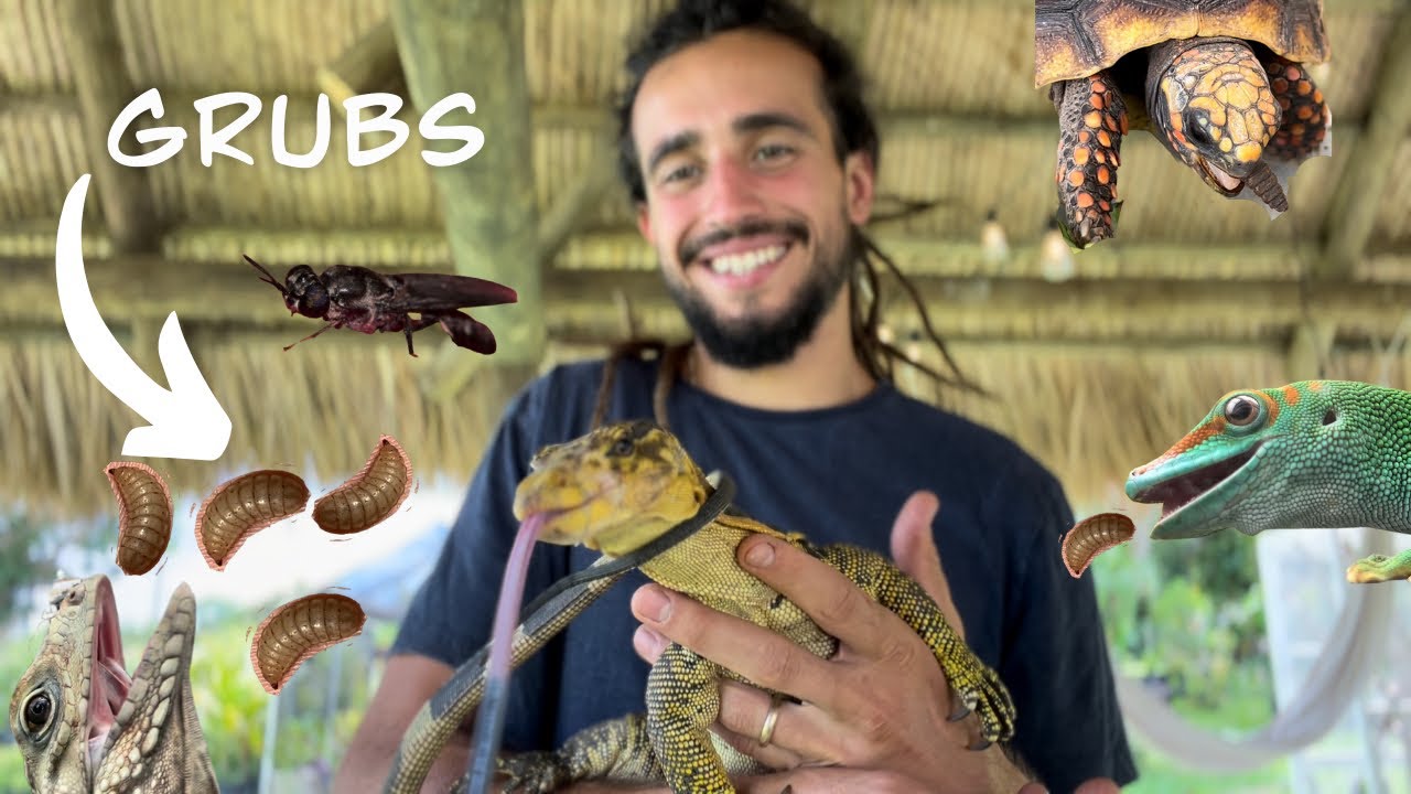 FEEDING ALL OUR ANIMALS GRUBS | GRUB TERRA UNBOXING | BLACK SOLDIER FLY ...