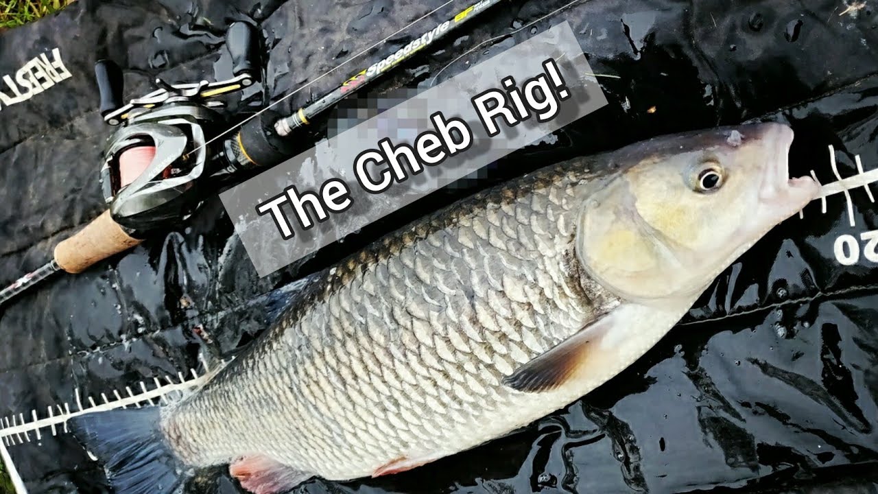The Cheb Rig - BFS fishing for Big Chub and Perch - YouTube