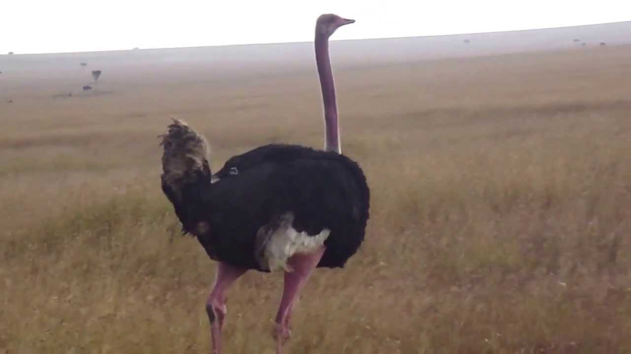 Ostrich running - YouTube
