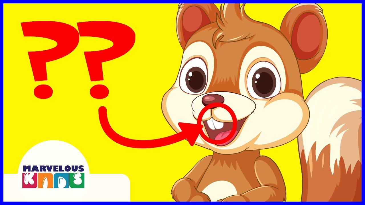 Squirrel - parts of the body - English educational video | Marvelous ...