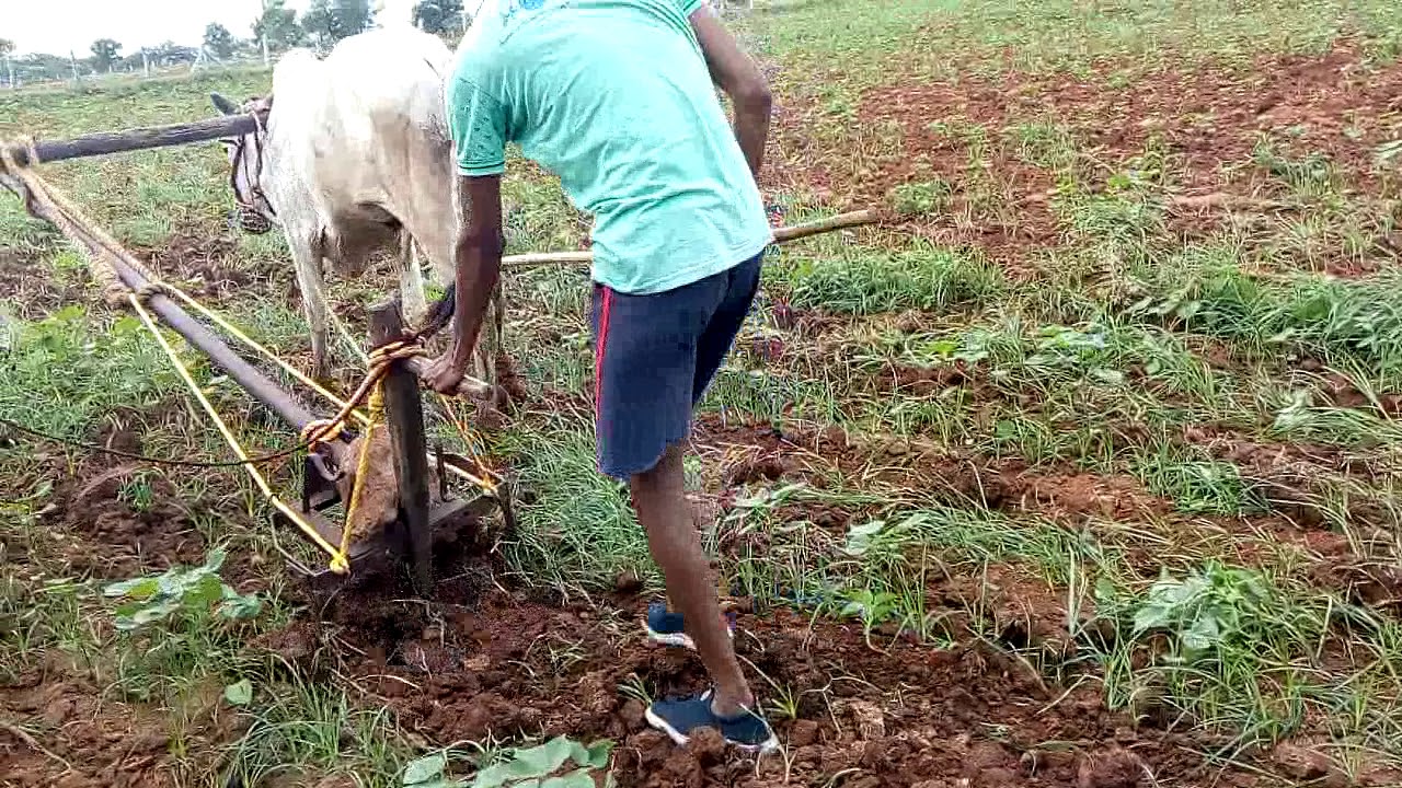 Cotton crop guntaka kandagatla village surepett dist - YouTube