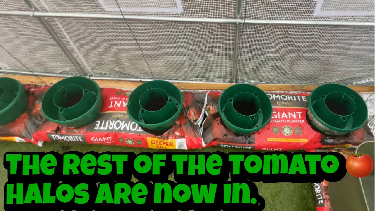 Working in poly tunnel out of the rain. Getting more tomato halos ready ...
