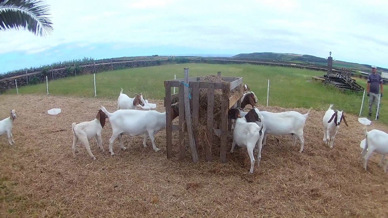Cabras da raça Boer - YouTube