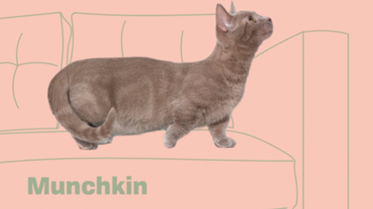 10 Fascinating Facts about the Munchkin | Cat Trivia | DAILY PAWS - YouTube
