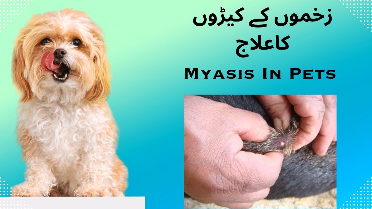 Myasis in Pets || زخموں کے کیڑوں کاعلاج || Maggots in Pet Animals - YouTube