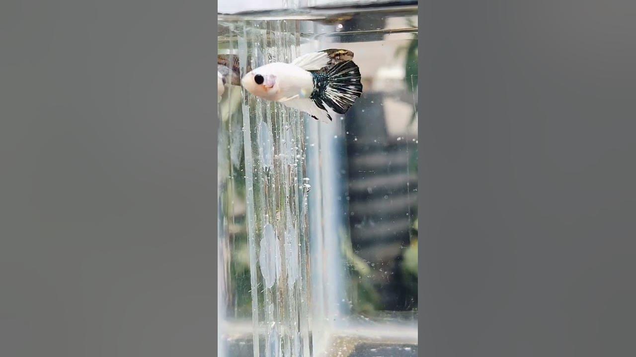 Beautiful White and Black tail betta #tamil #betta #bettafish #aquarium #arapaima #alligatorgar ...