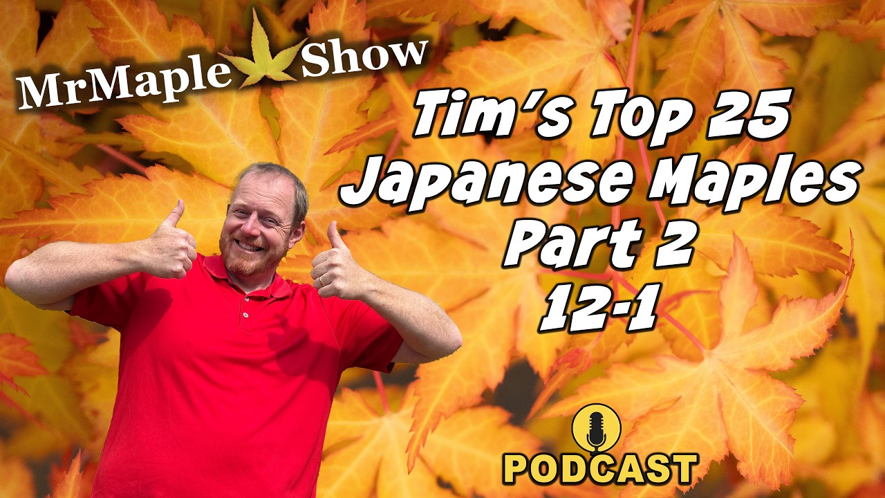 Tim's Top 25 Japanese Maples Part 2, 12-1 | MrMaple Show Podcast - YouTube