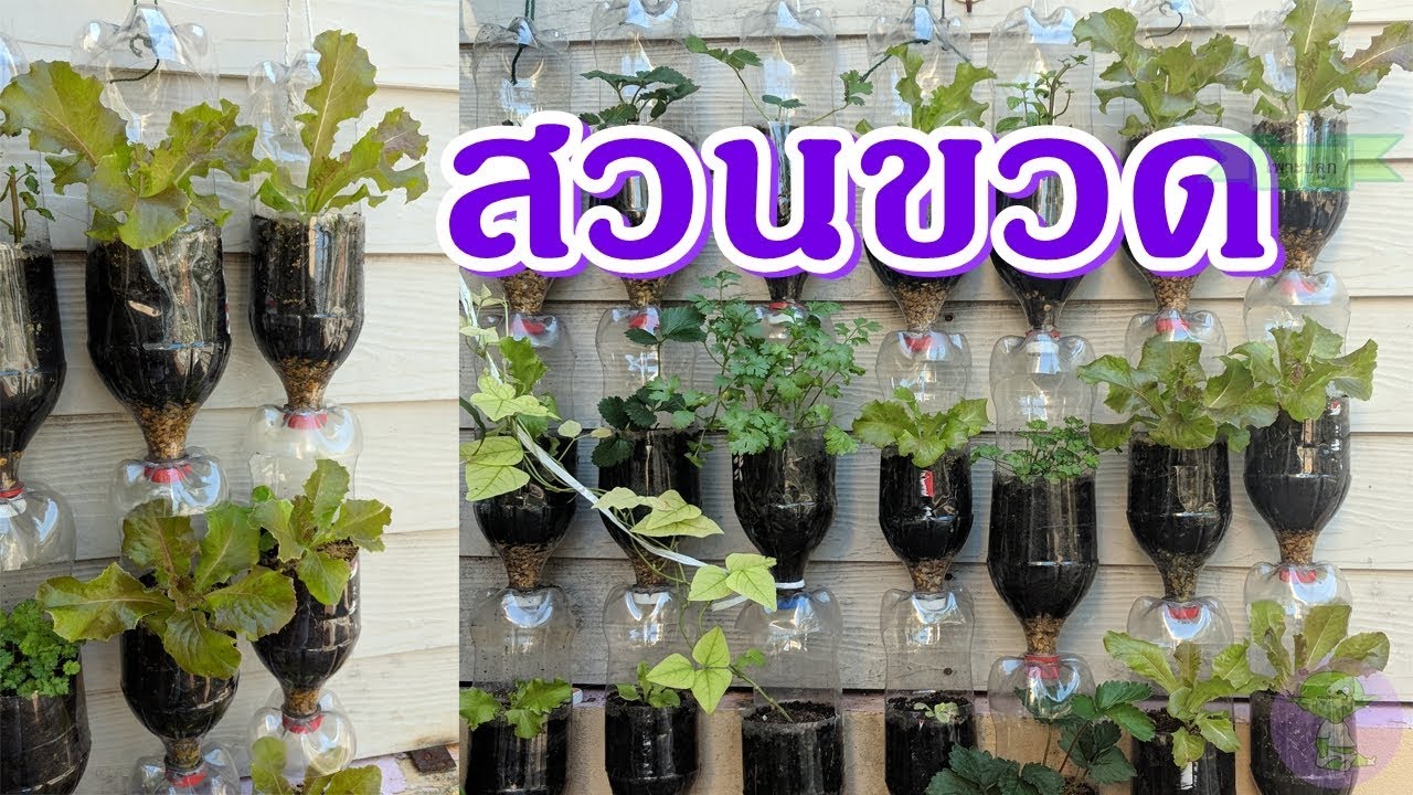 Diy วิธีทำสวนขวด ขวดปลูกต้นไม้ ใช้พื้นที่น้อย จัดสวนแนวตั้ง Youtube
