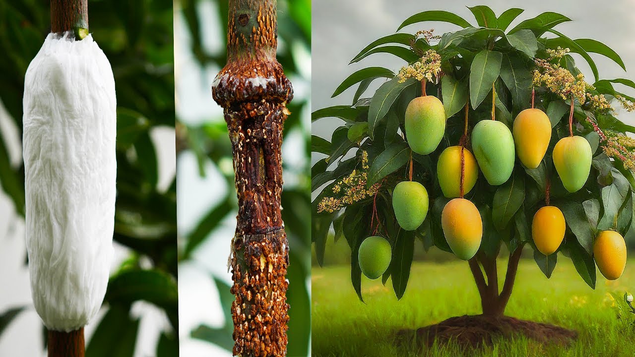 Smart Method! Air Layering Mango tree with tissue paper - Great ...