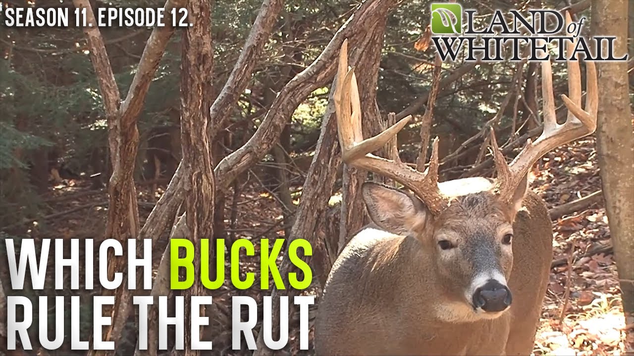 Which Bucks Rule the Rut? | Land of Whitetail - YouTube