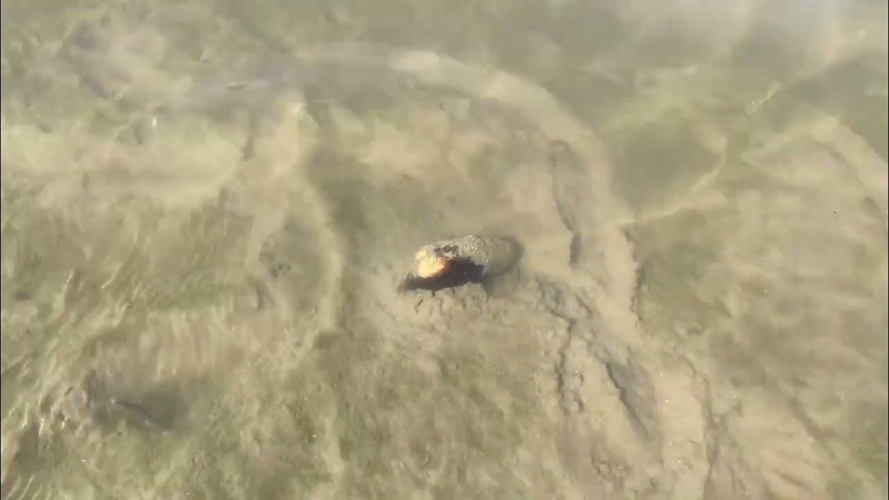 Fresh Water Mussel Trails, Lake McQueeney…. - YouTube