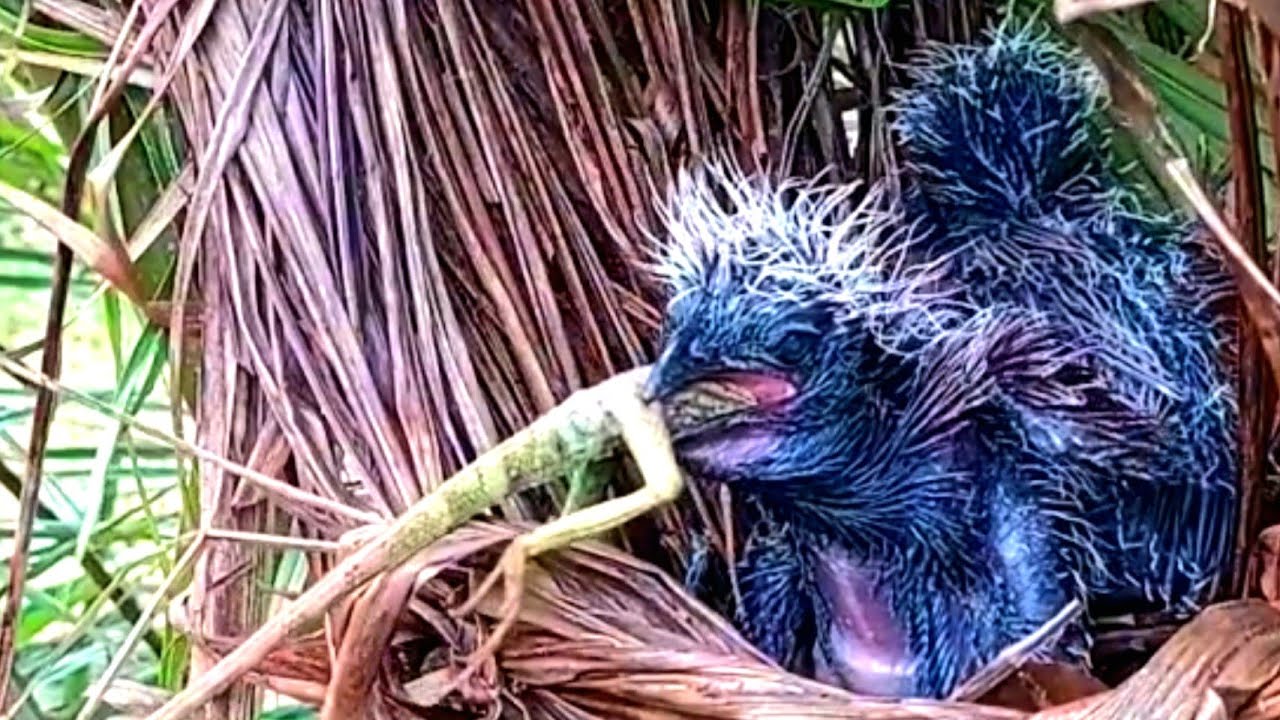 kadal bunglon ijo jadi makanan yang paling susah untuk di telan anak ...