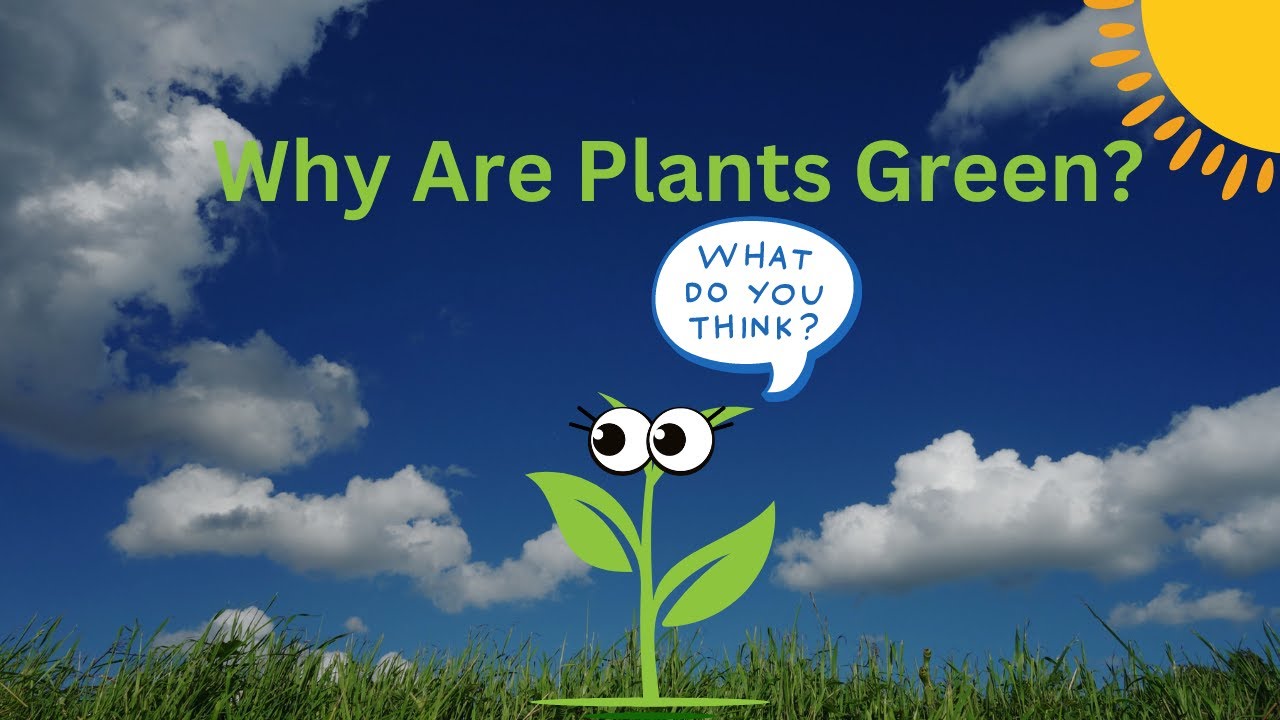 Why are Plants Green? || English Animated Story - YouTube