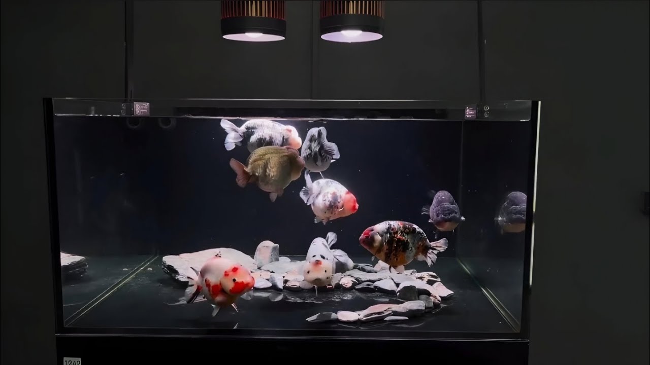 Inspirasi Aquarium Ikan Mas Koki |goldfish tank - YouTube