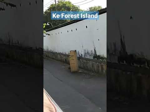 wisata ke Forest Island purwokerto naik odong - odong #odongodong # ...