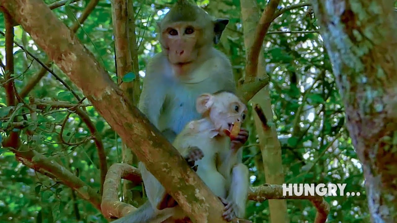 Oh no.. Pitiful poor abandoned baby monkey Elpida so hungry try to ...