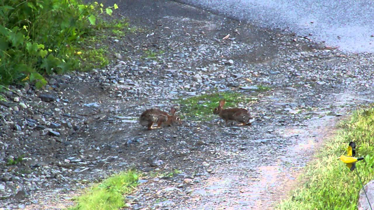 Rabbit Invasion - YouTube