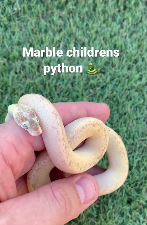 Marble childrens python #python - YouTube