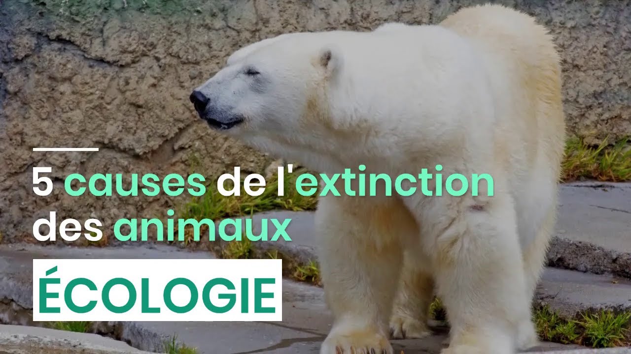 Animaux En Voie De Disparition En Afrique Animaux En Voie De