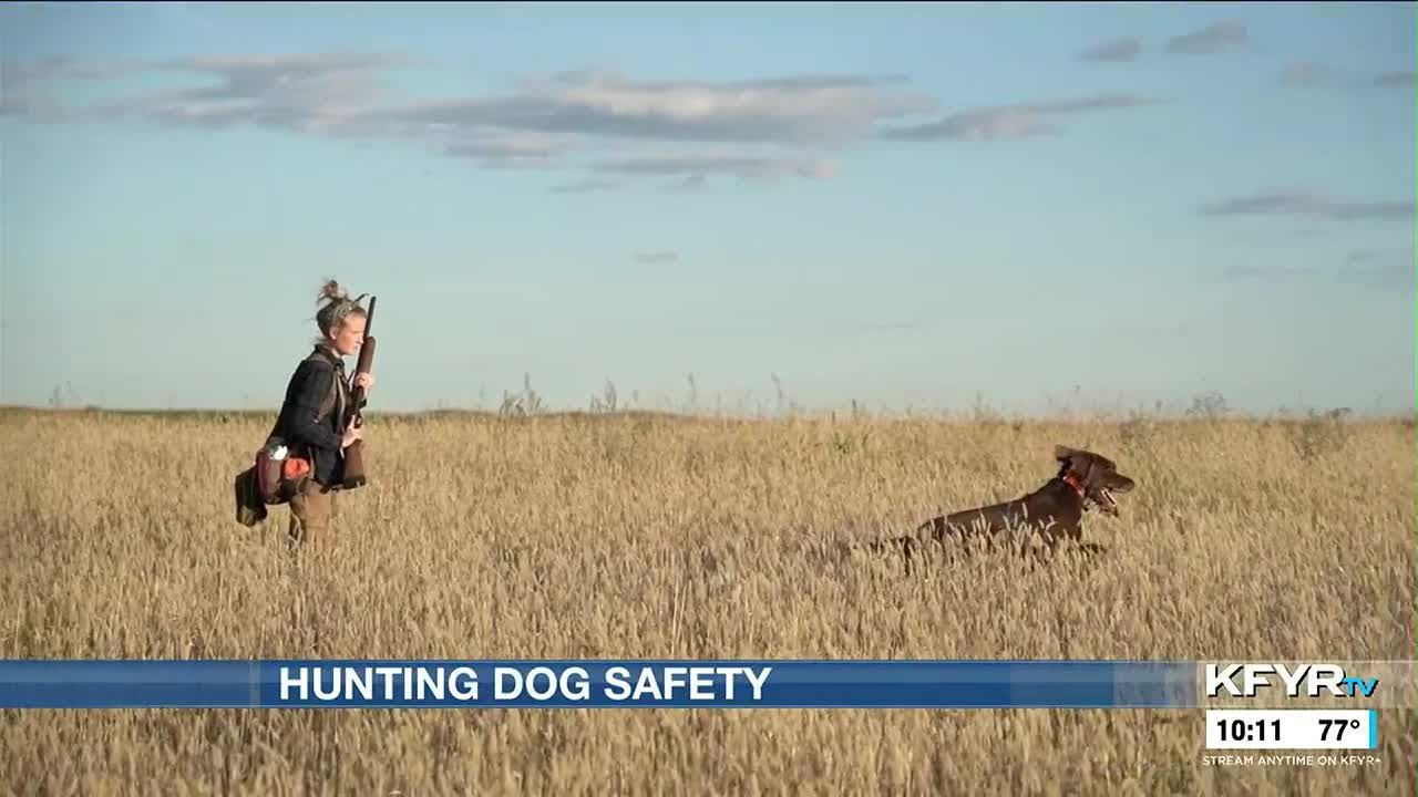 Hunting dog safety reminders ahead of hunting season - YouTube