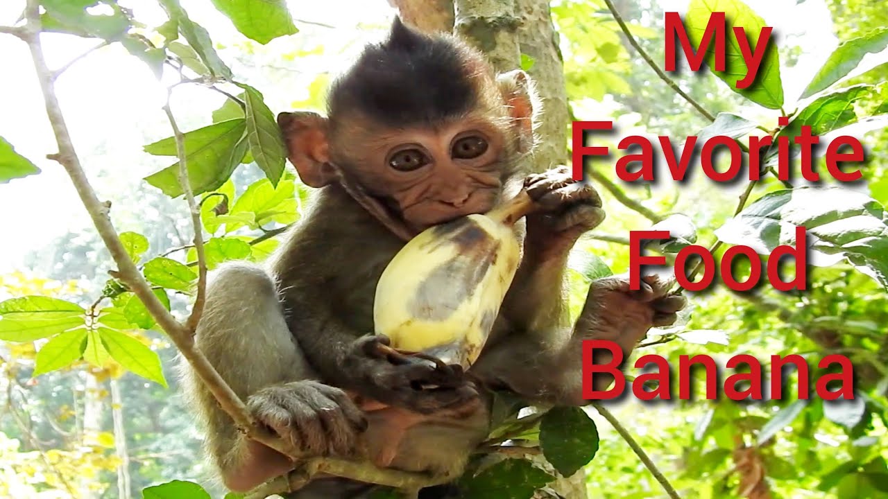Wow Baby Monkey Like Banana Like This, Small Monkey Try Hard To Eat ...