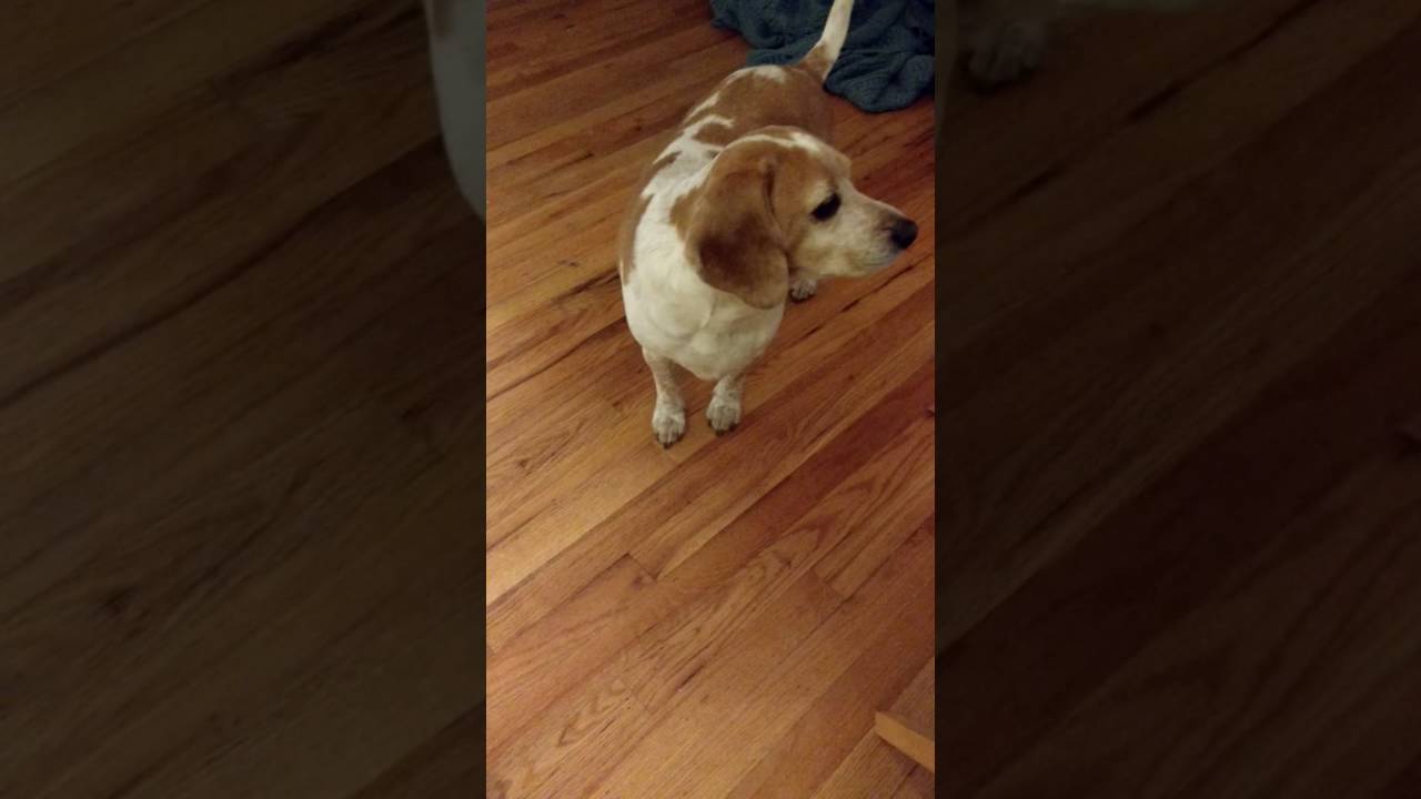 The Dance of the Hungry Beagle - YouTube