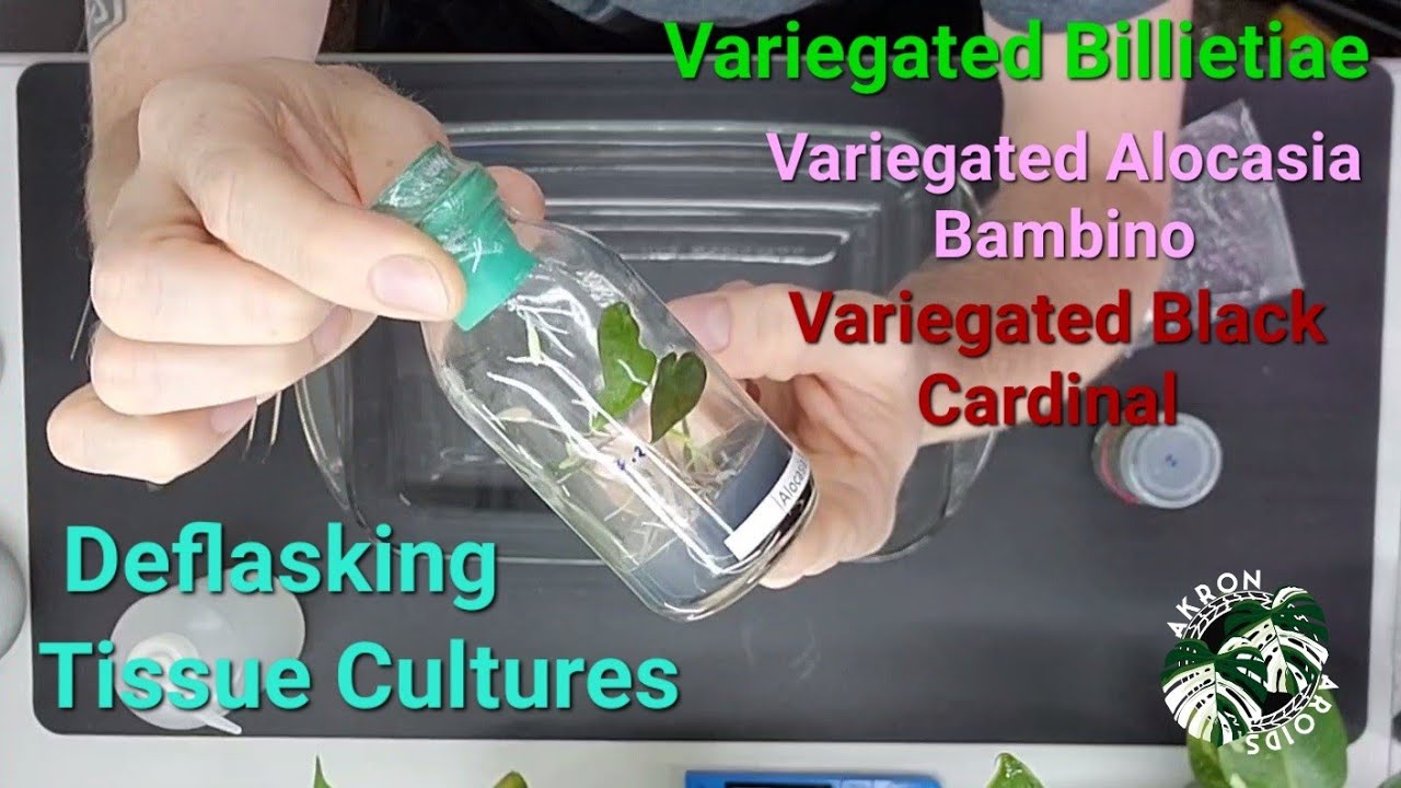Deflasking Tissue Cultures - My Methods - YouTube