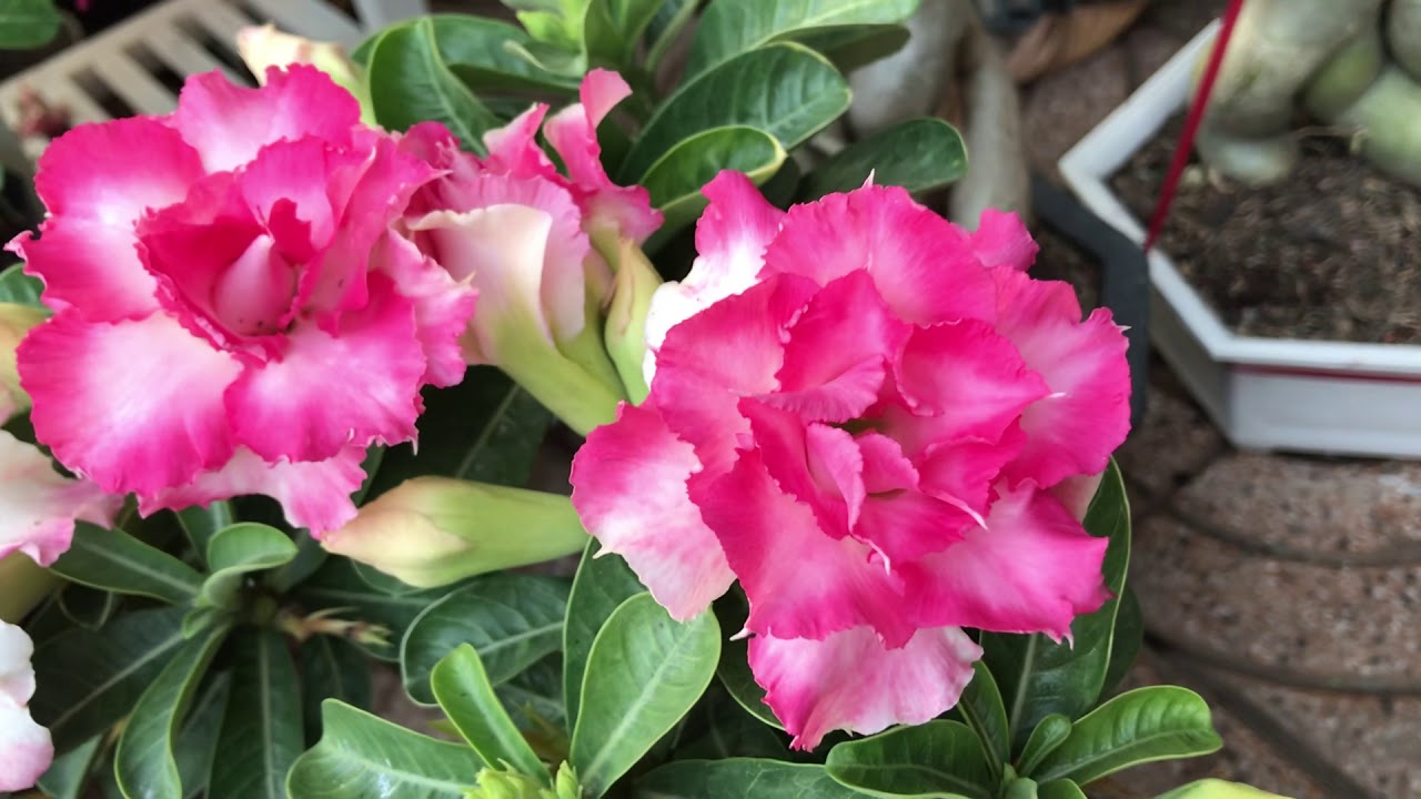 Đã bán Lô 1🌺10/01/2020 Hoa Lila hồng ngọt ngào lãng mạn alo 0909913967 ...