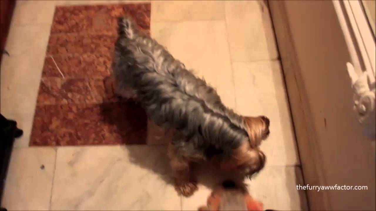 Yorkie playing soccer - YouTube